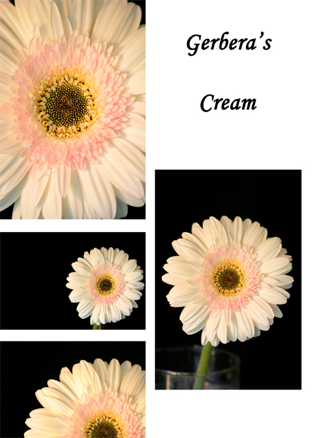 Gerbera Colours – Sekretarispan Flower Farm